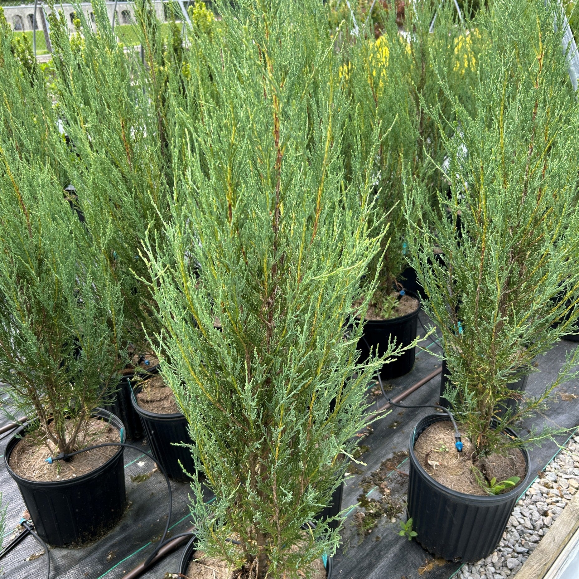 juniperus blue arrow