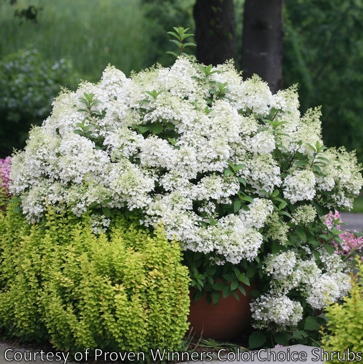 white hydrangea bush full sun