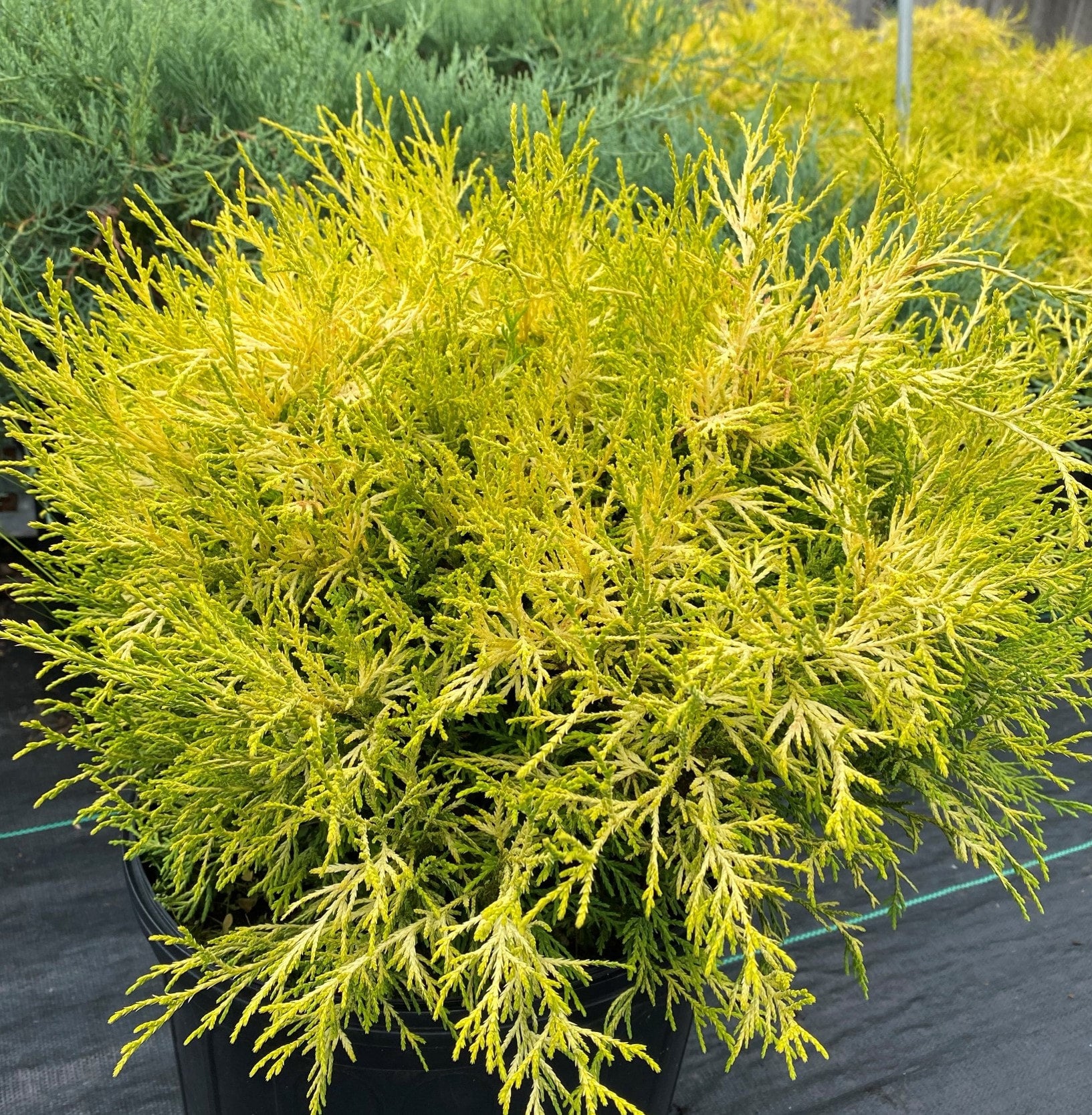 False Cypress, Gold Mop | Firehouse Nursery