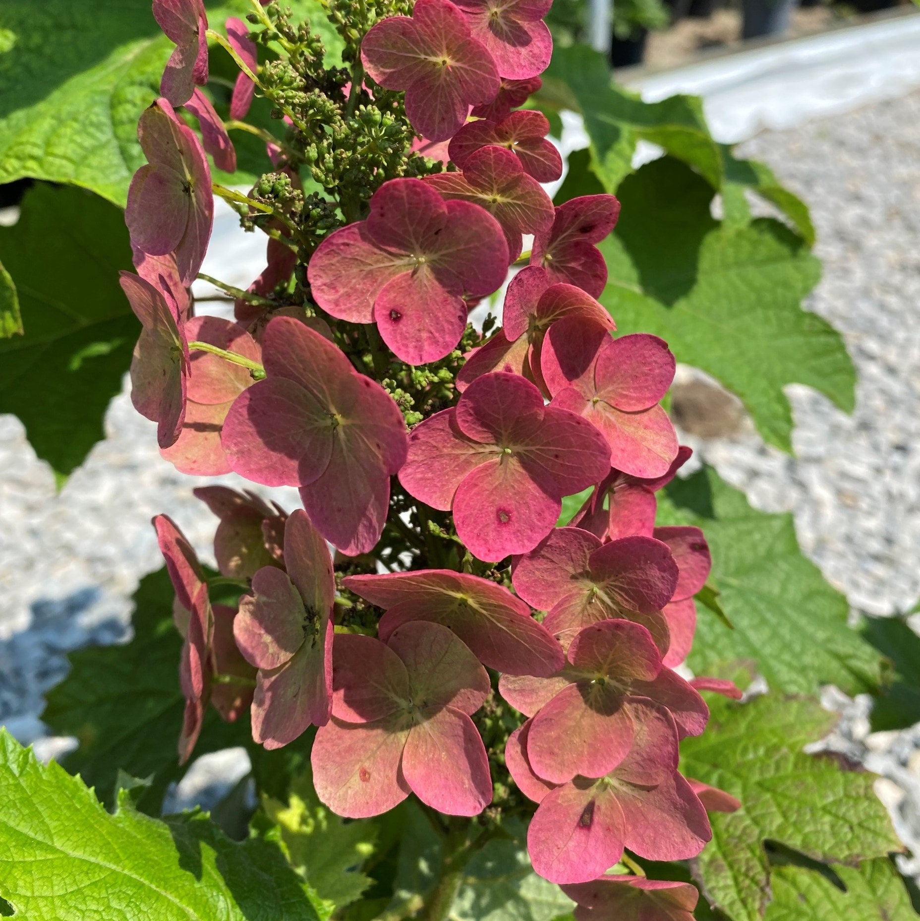 ruby slippers hydrangea fall color