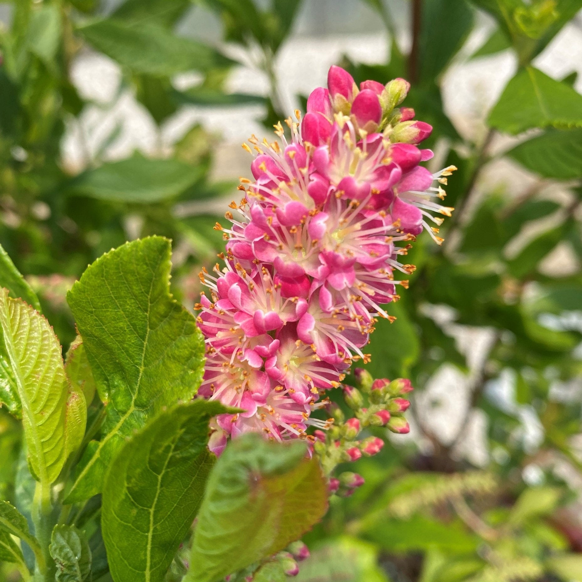 clethra alnifolia ruby spice