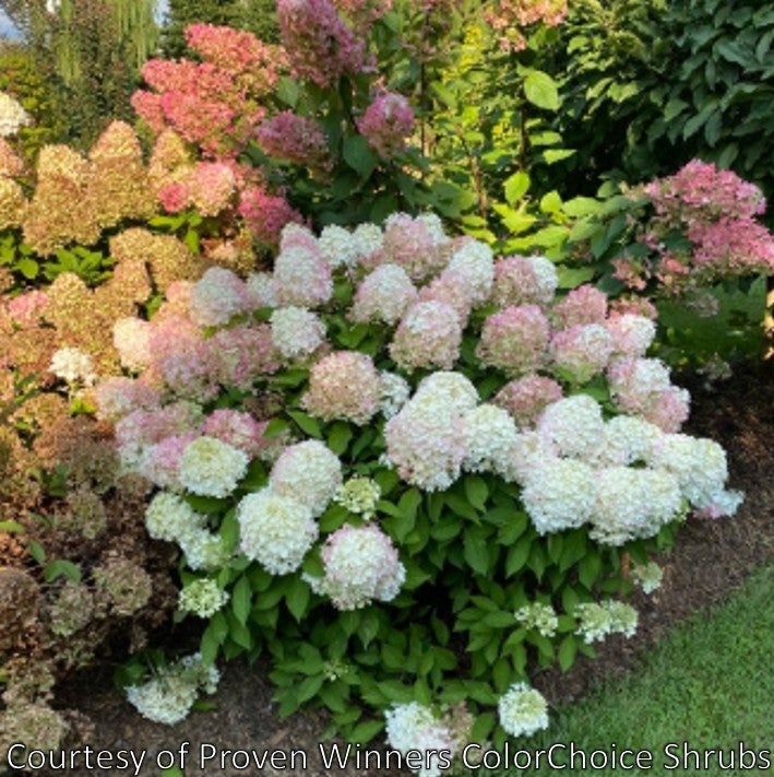 Hydrangea, Fire Light Tidbit® | Firehouse Nursery