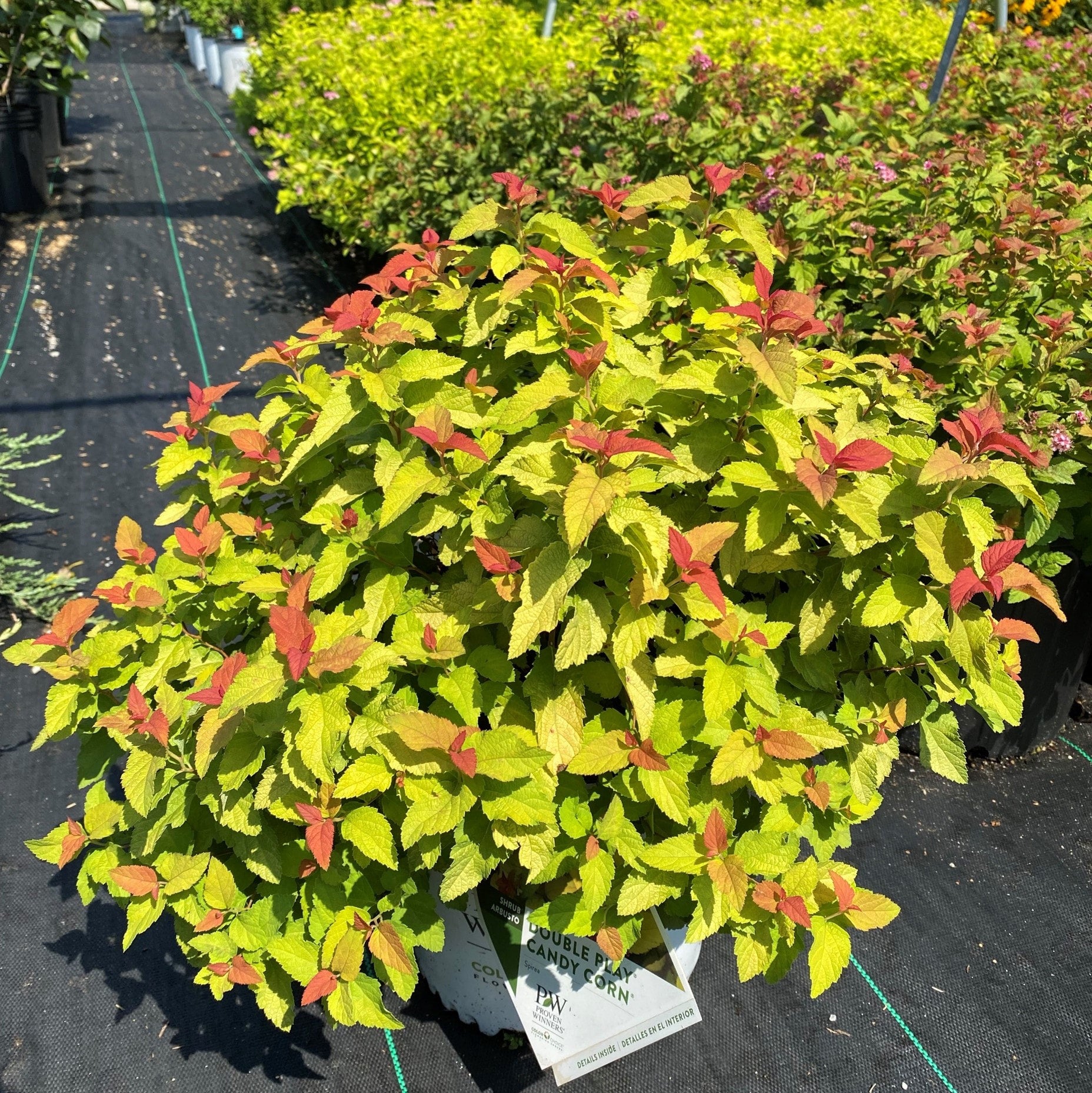 candy corn spirea