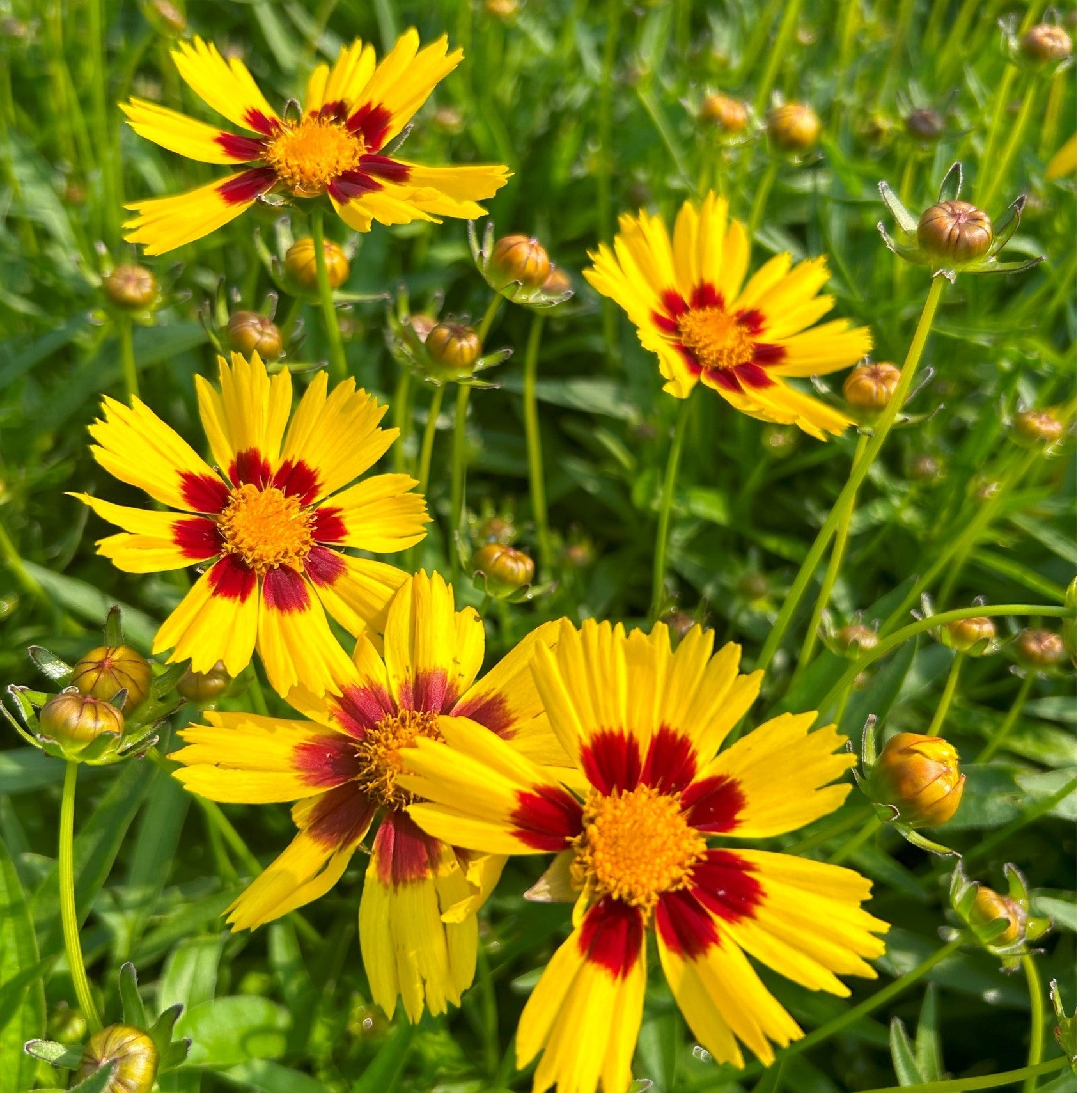coreopsis sunfire