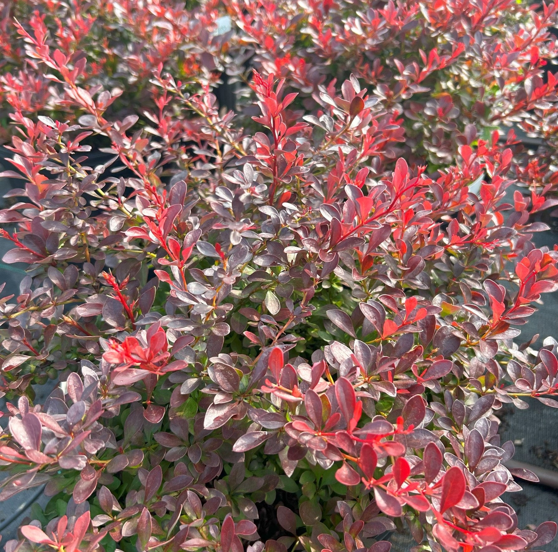 red barberry