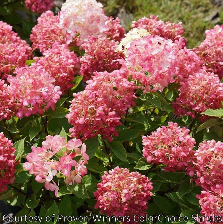 Hydrangea, Fire Light | Firehouse Nursery