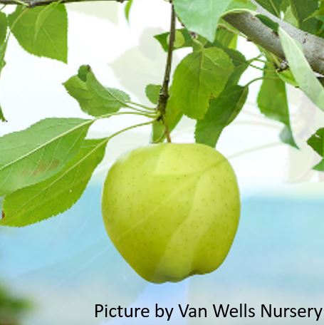 Apple Tree, Gibson Golden Delicious | Firehouse Nursery
