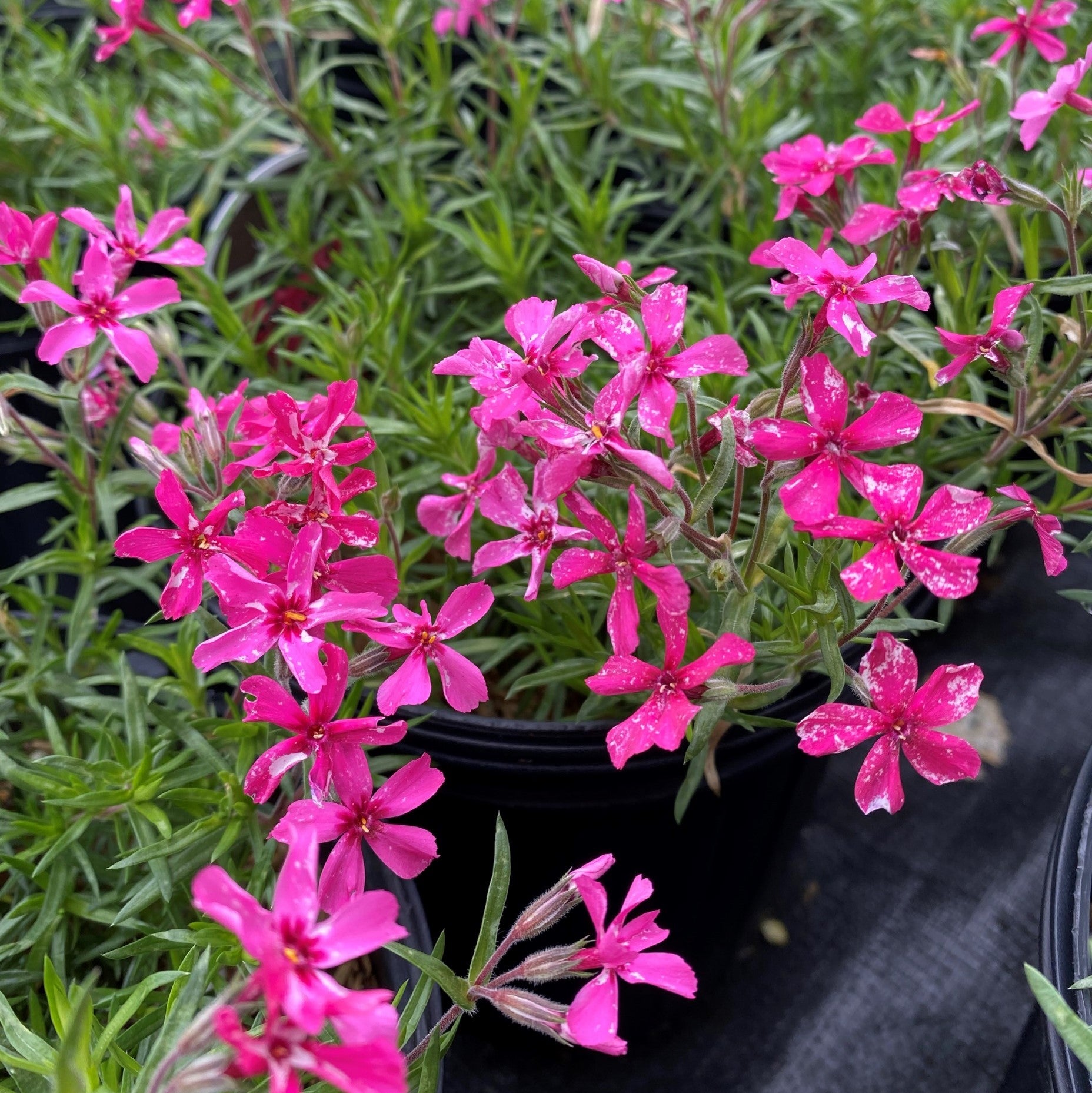 Red Phlox