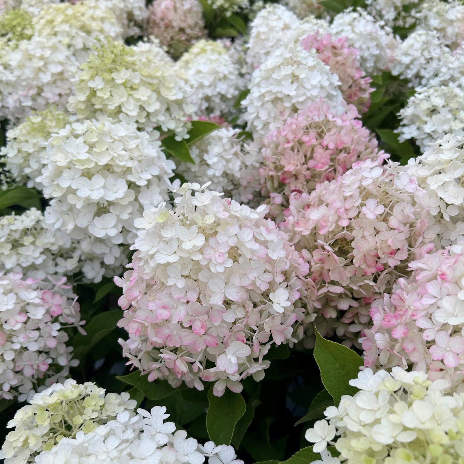 Hydrangea, Fire Light Tidbit® | Firehouse Nursery