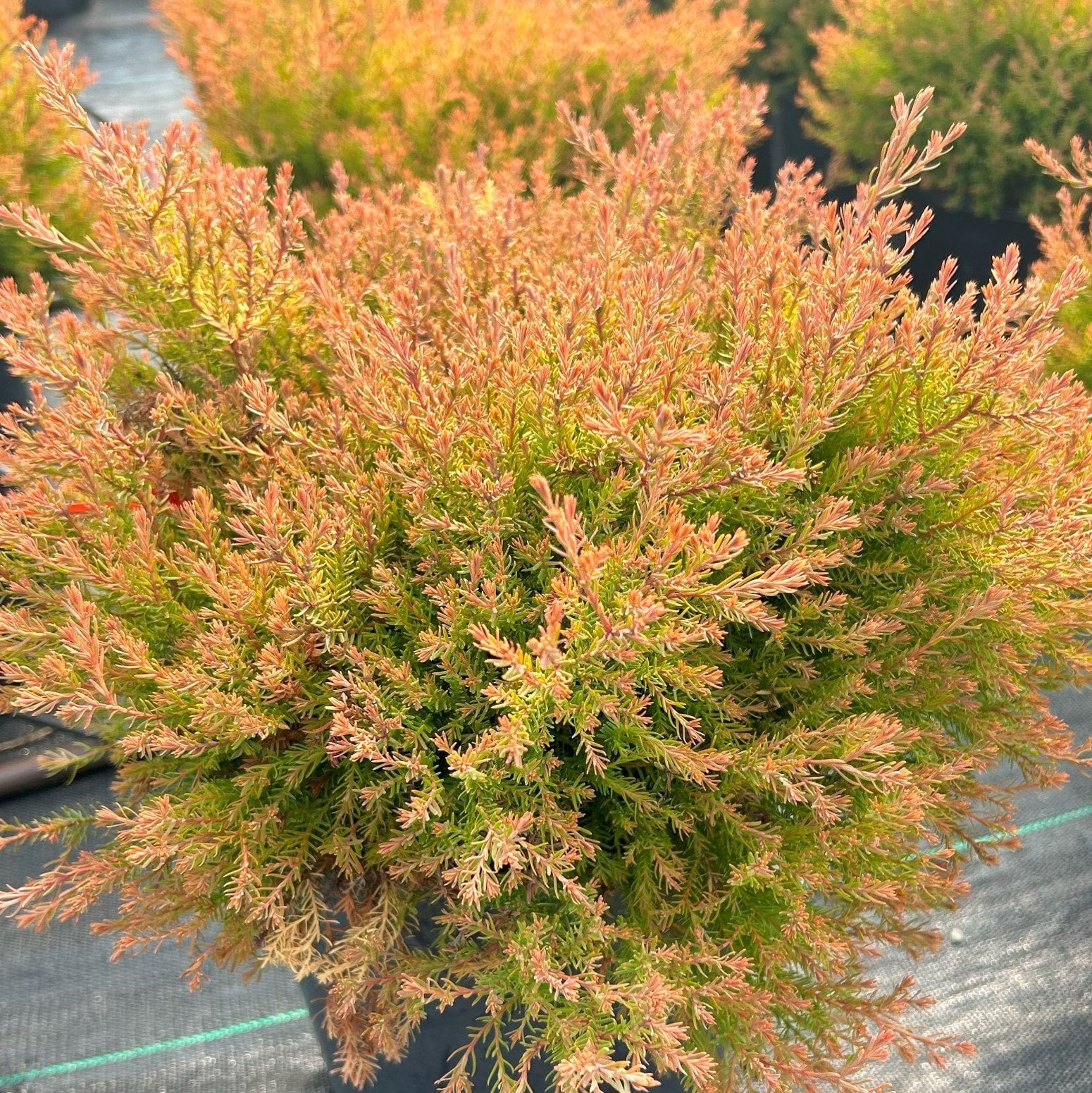 Arborvitae, Fire Chief | Firehouse Nursery