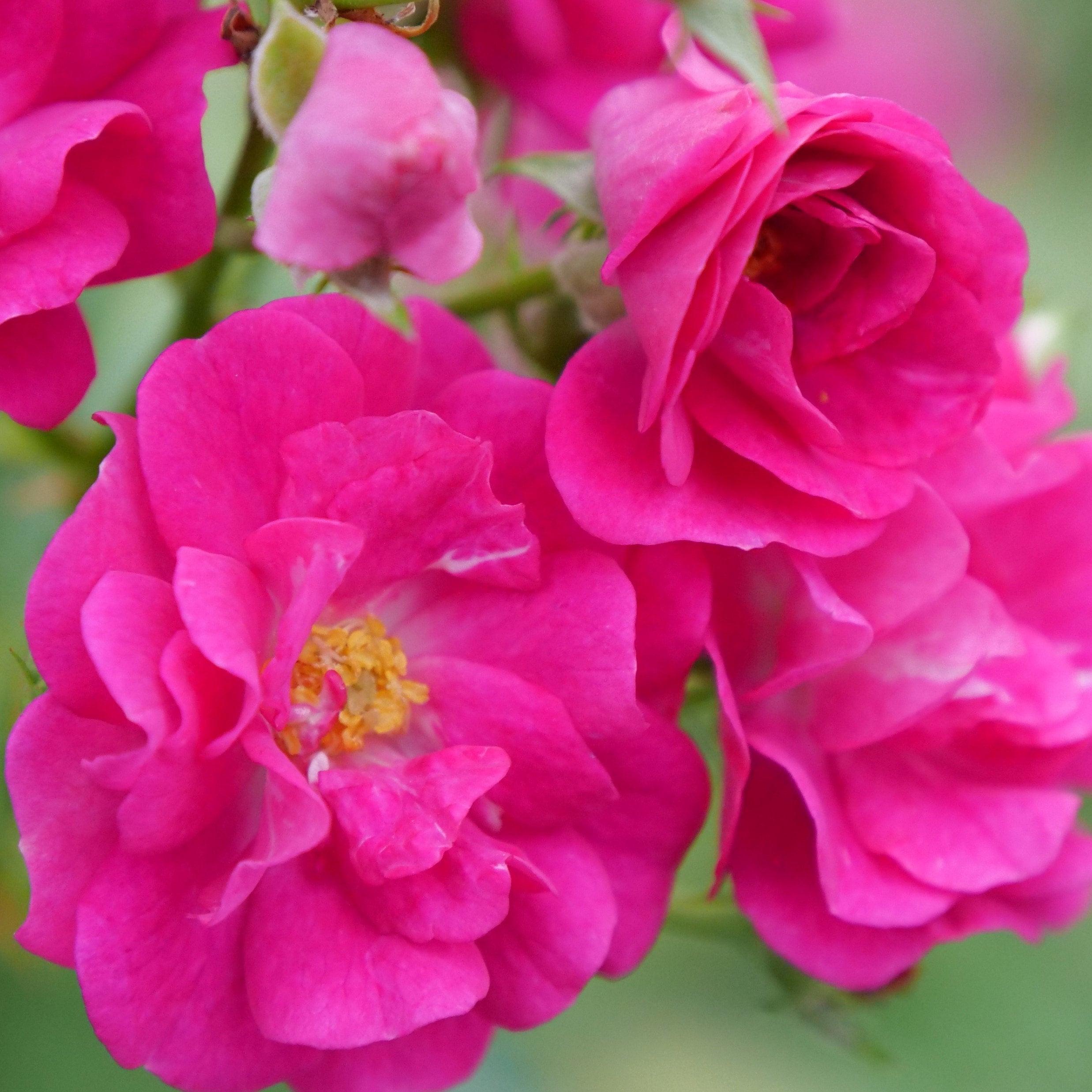 Rose, Oso Easy Peasy | Firehouse Nursery