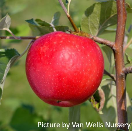 Apple Tree, Royal Red Honeycrisp | Firehouse Nursery