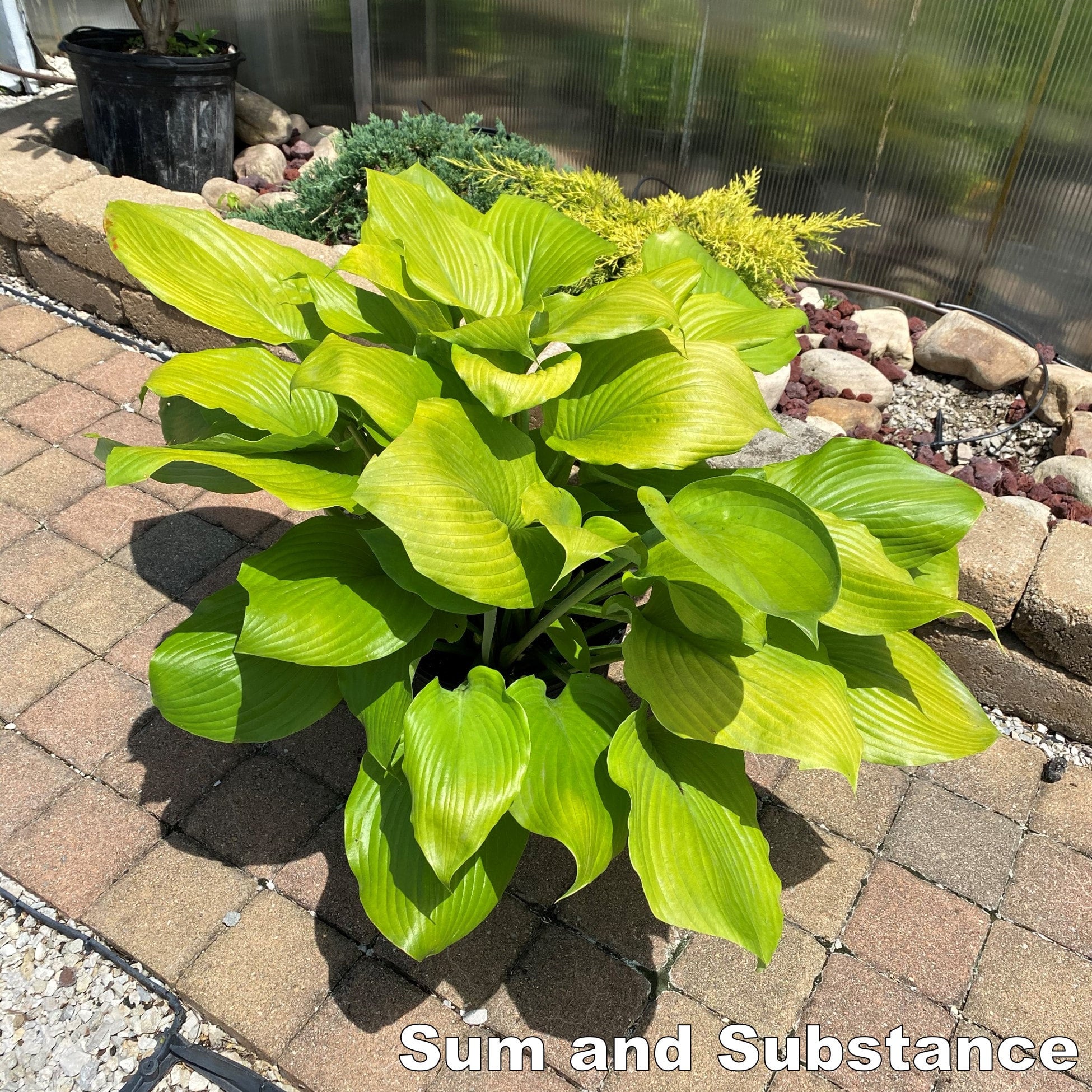 Hosta (All) | Firehouse Nursery