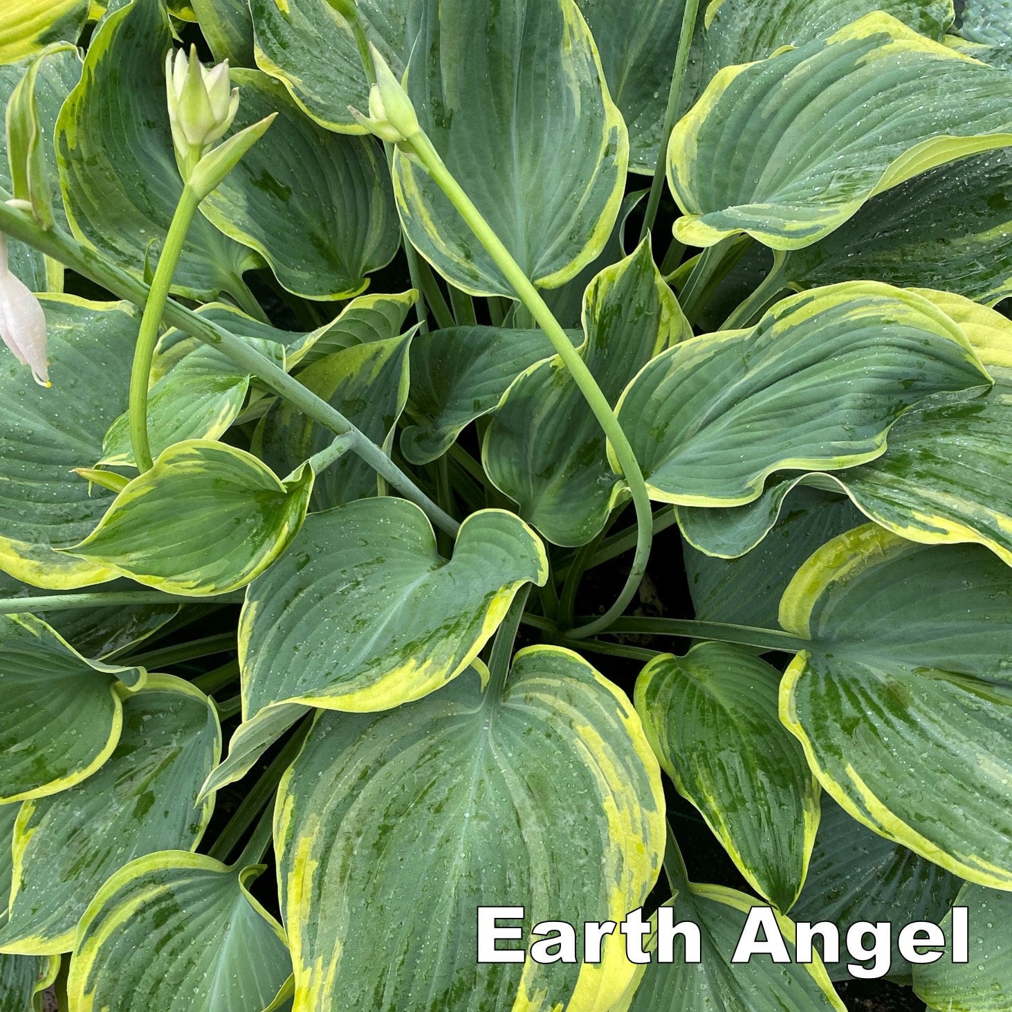Hosta (All) | Firehouse Nursery
