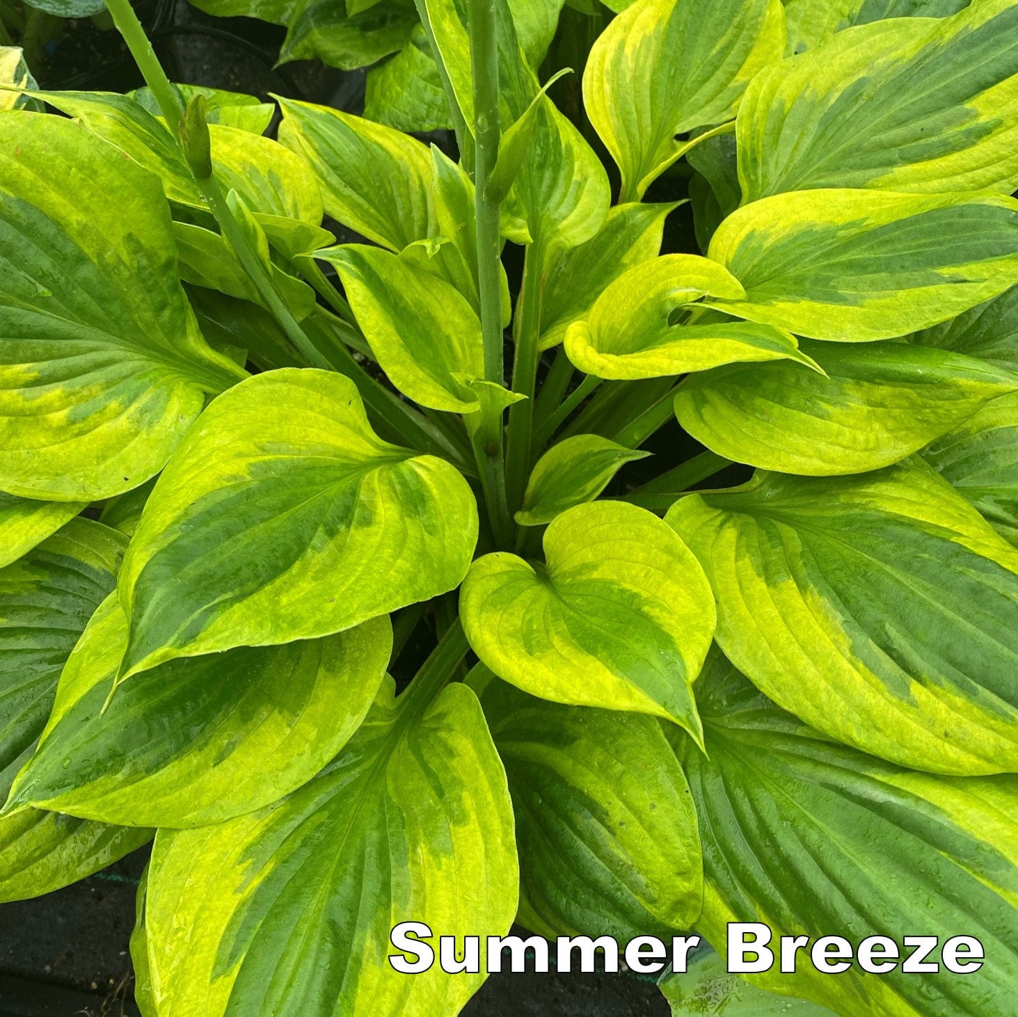 Hosta (All) | Firehouse Nursery