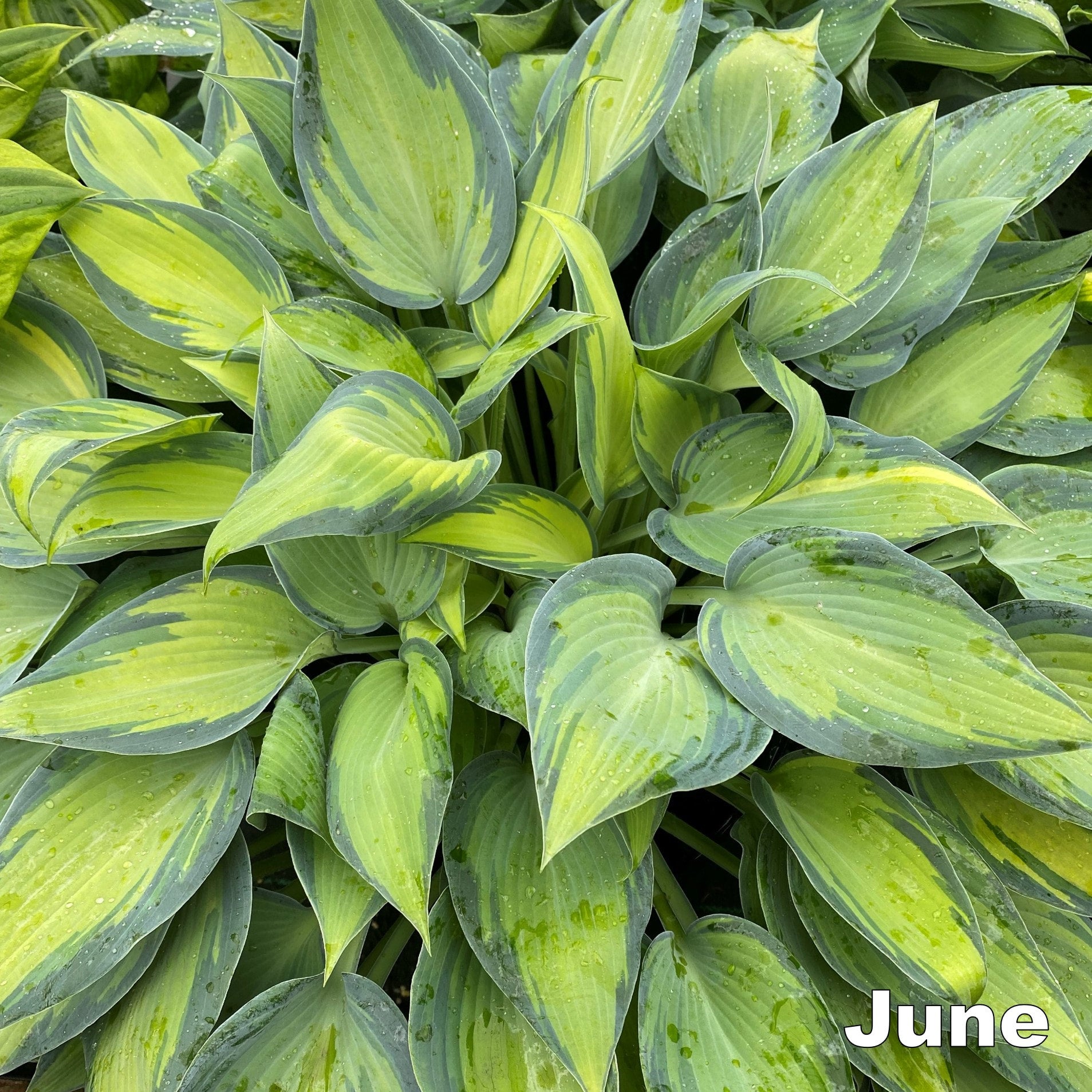 Hosta (All) | Firehouse Nursery
