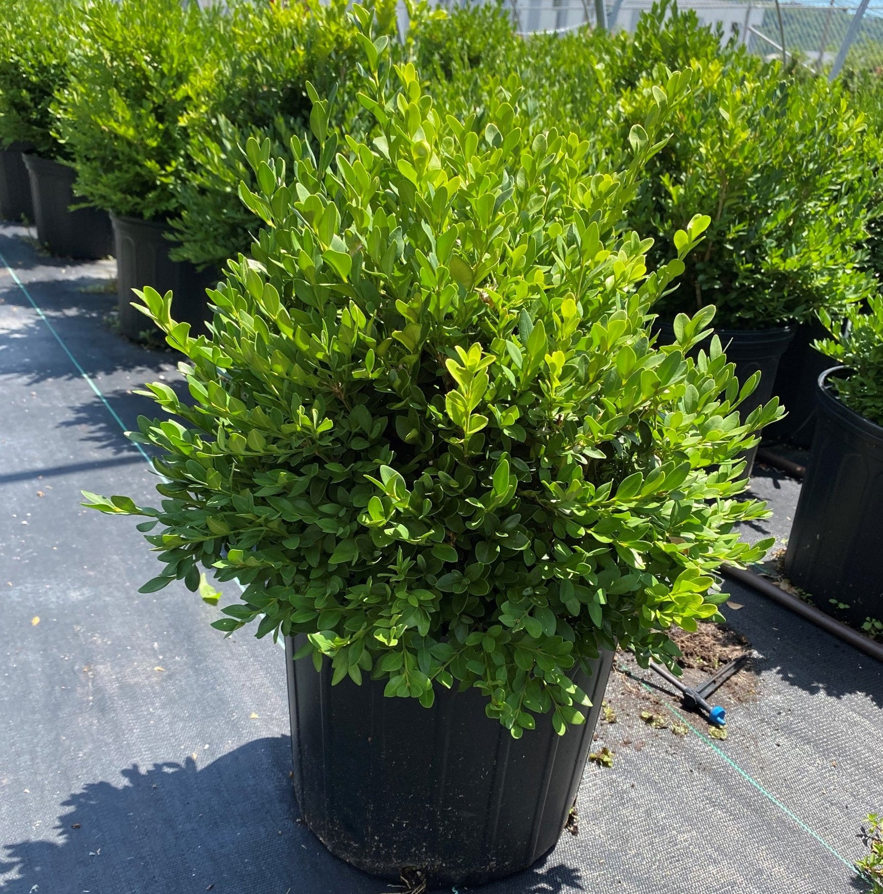 Green Velvet Boxwood