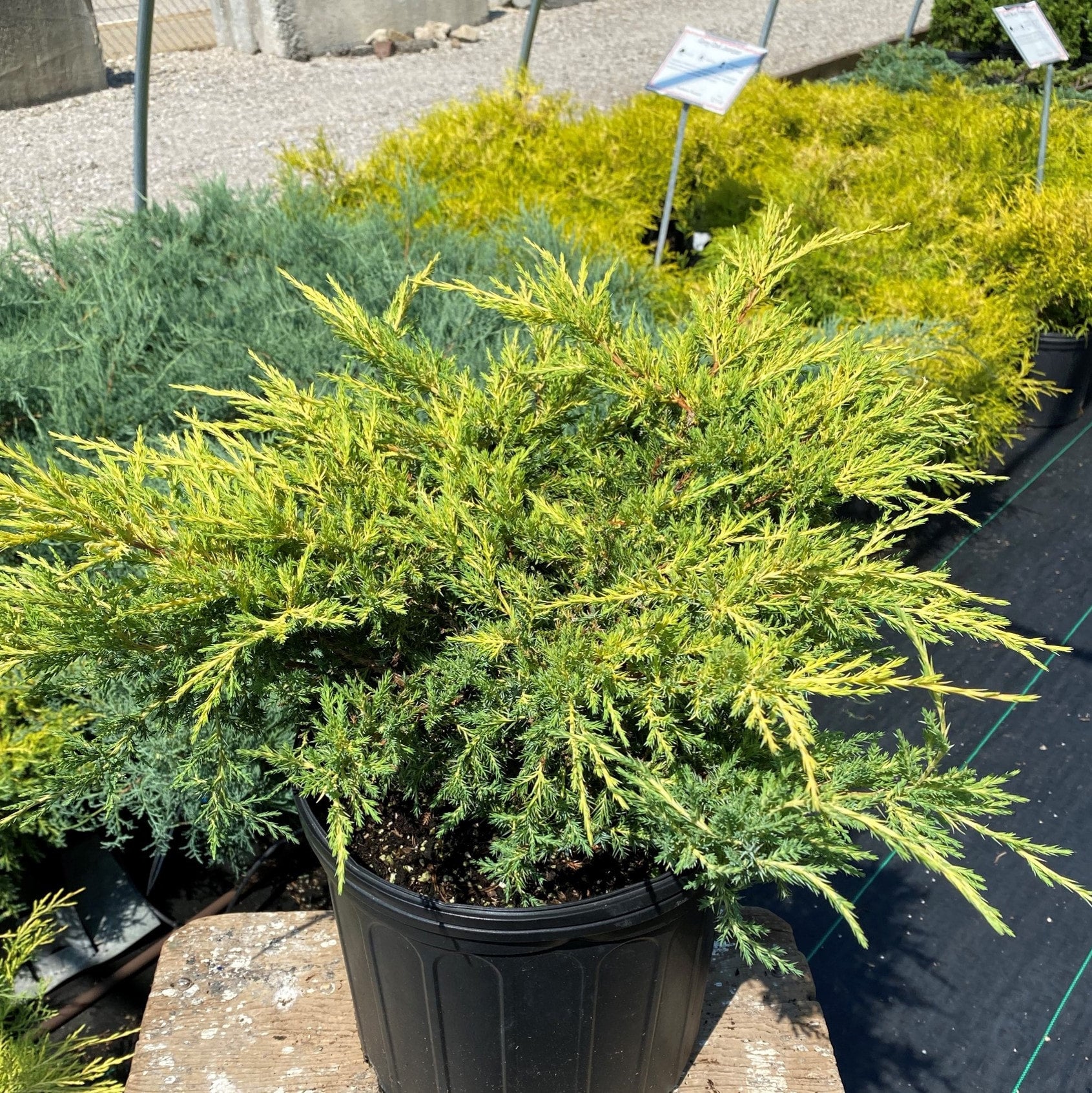 Juniper, Saybrook Gold | Firehouse Nursery