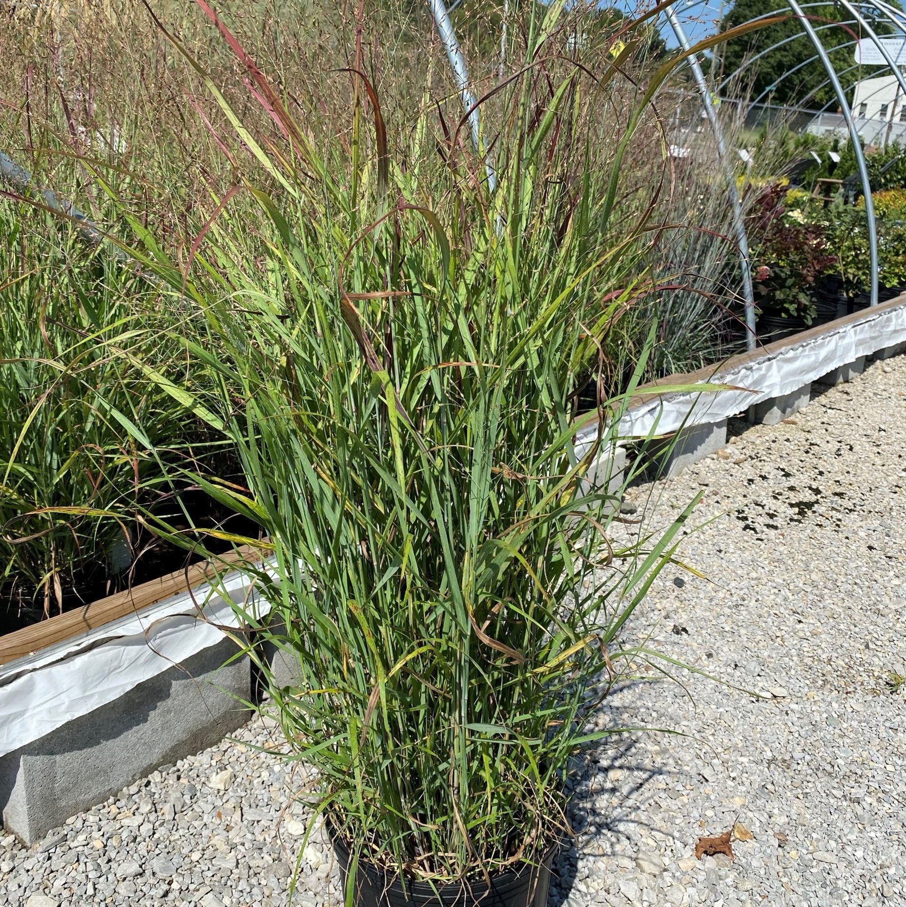 Grass, Shenandoah | Firehouse Nursery