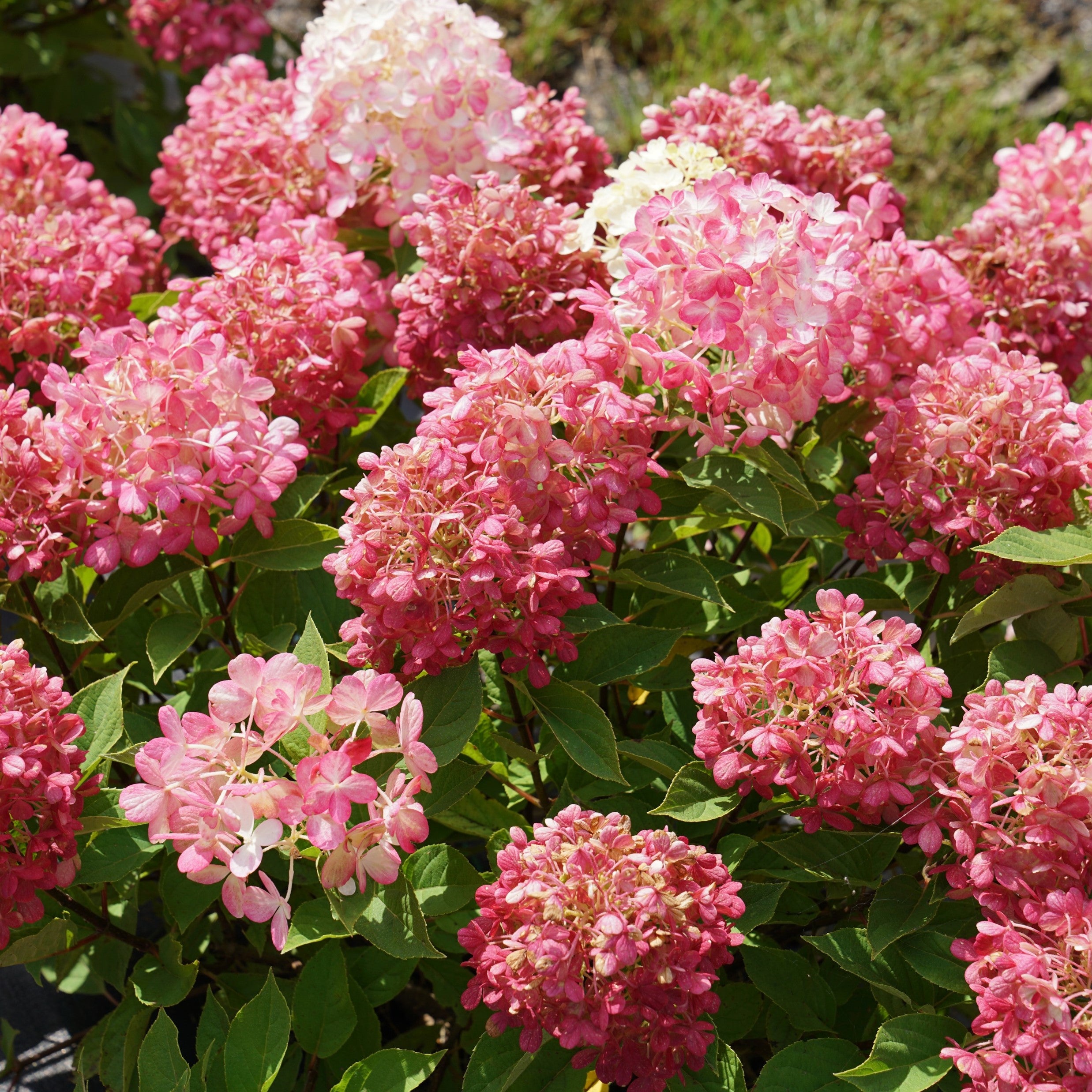 Hydrangea, Fire Light | Firehouse Nursery
