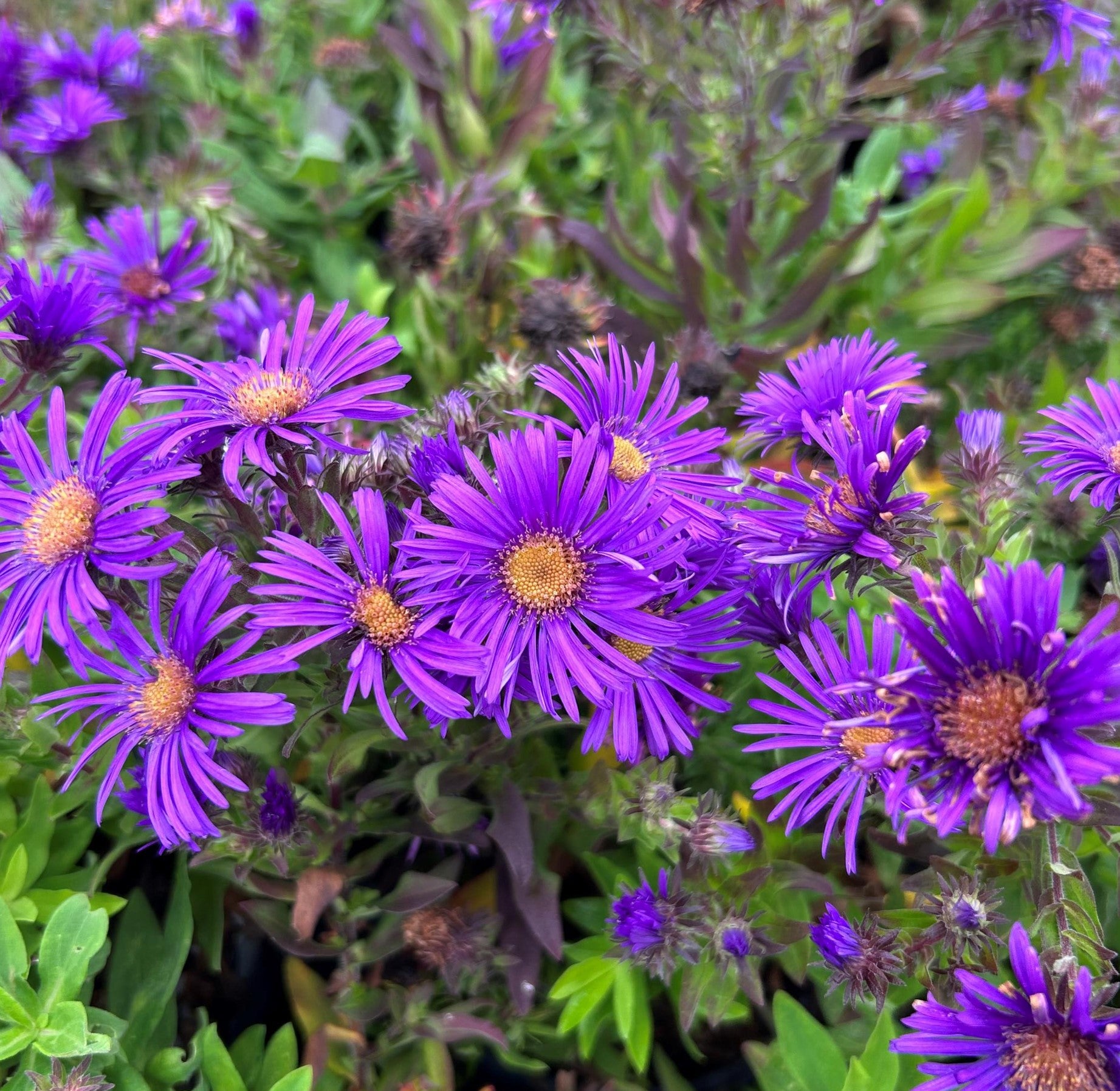 Aster, Grape Crush | Firehouse Nursery