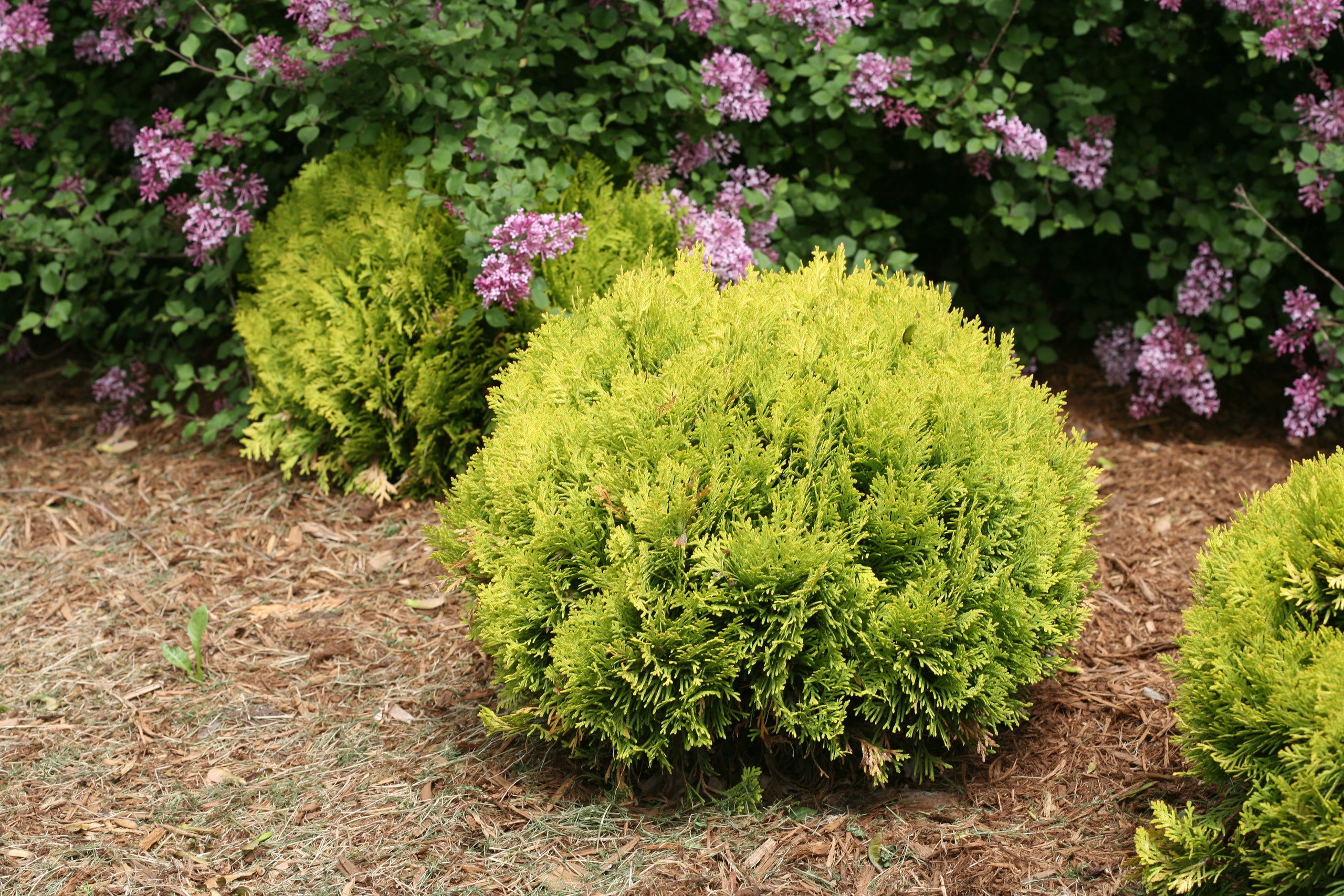 Arborvitae, Anna's Magic Ball | Firehouse Nursery