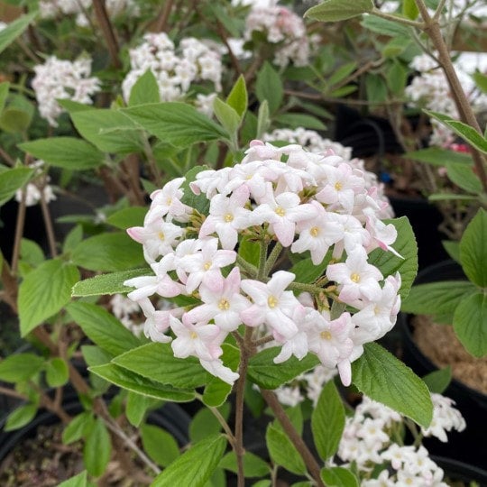 Viburnum, Mohawk | Firehouse Nursery